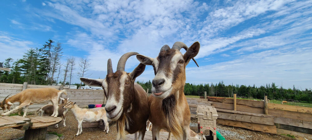 Ataraxy Farm - Discover Halifax