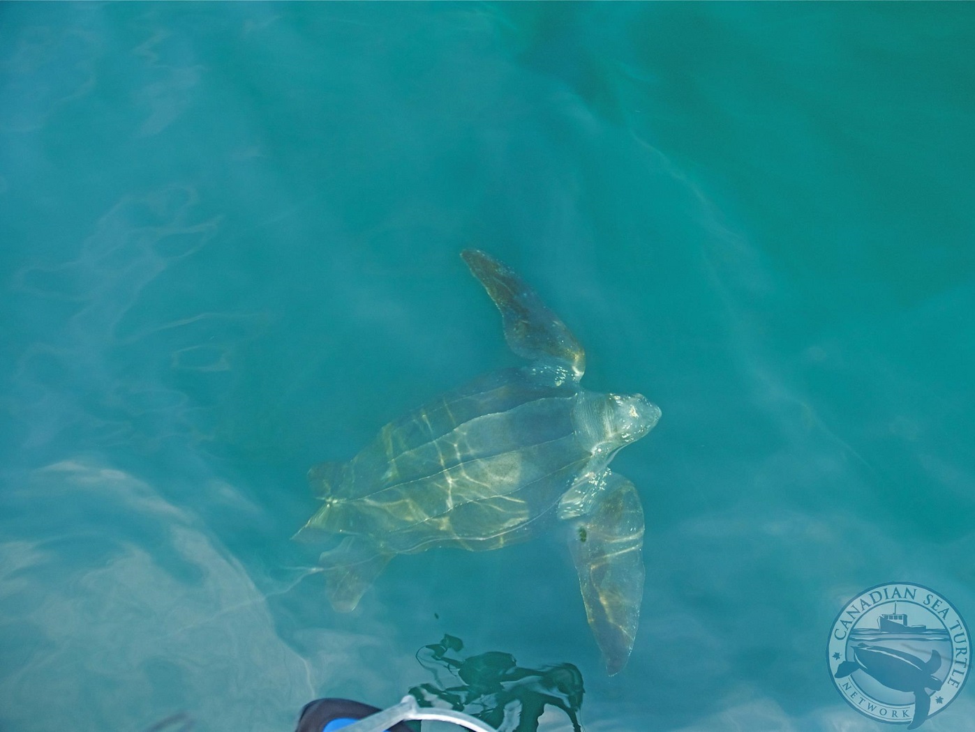 Canadian Sea Turtle Network - Discover Halifax