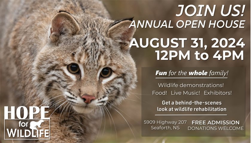 Hope for Wildlife's Annual Open House - Discover Halifax