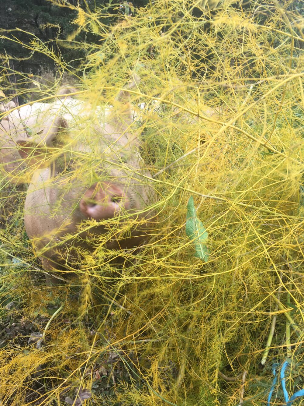 Soggy Owl Acres - Discover Halifax