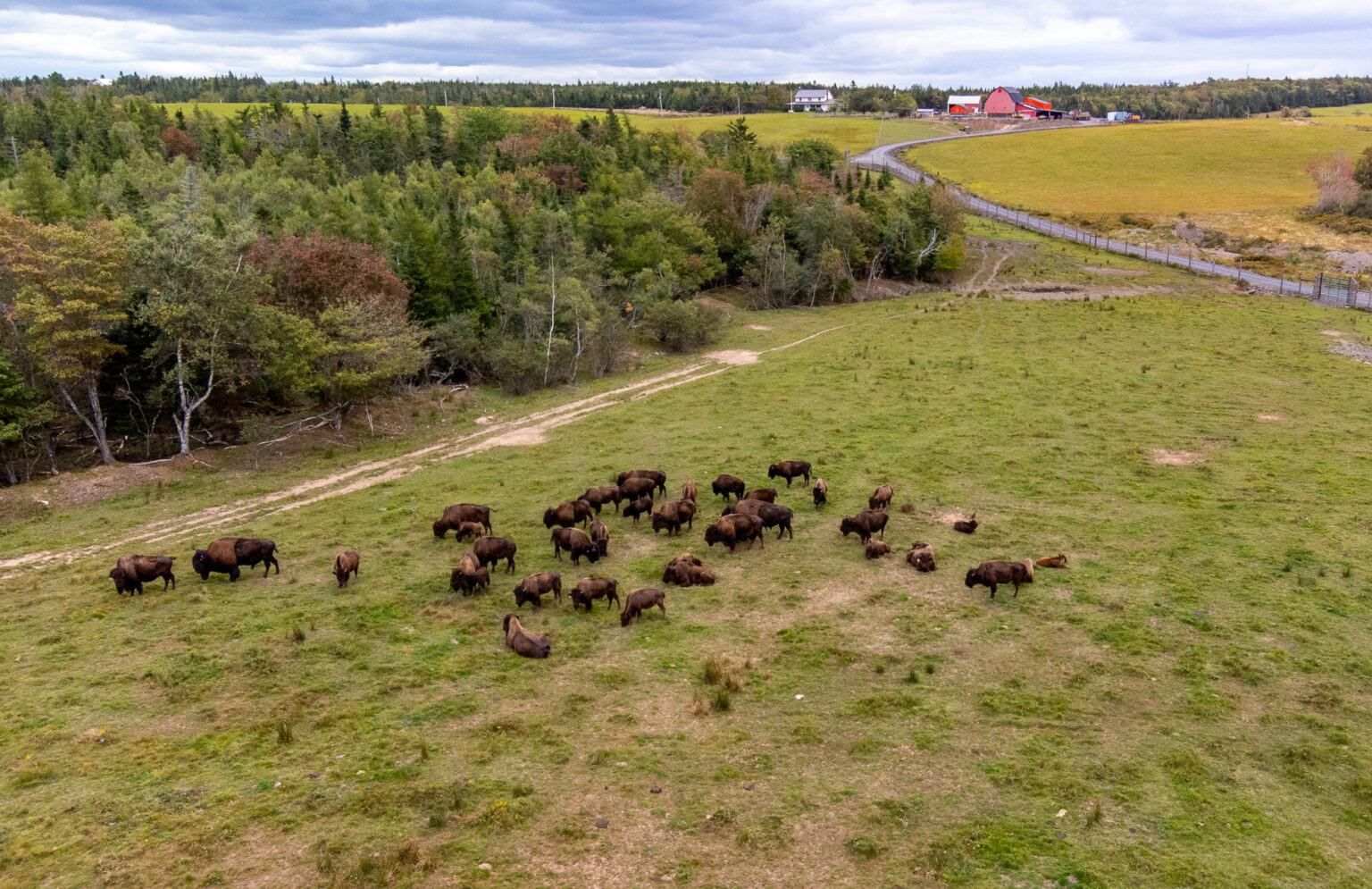 Bison Tours and Sustainable Farming at Lindsay Lake Farms - Discover ...