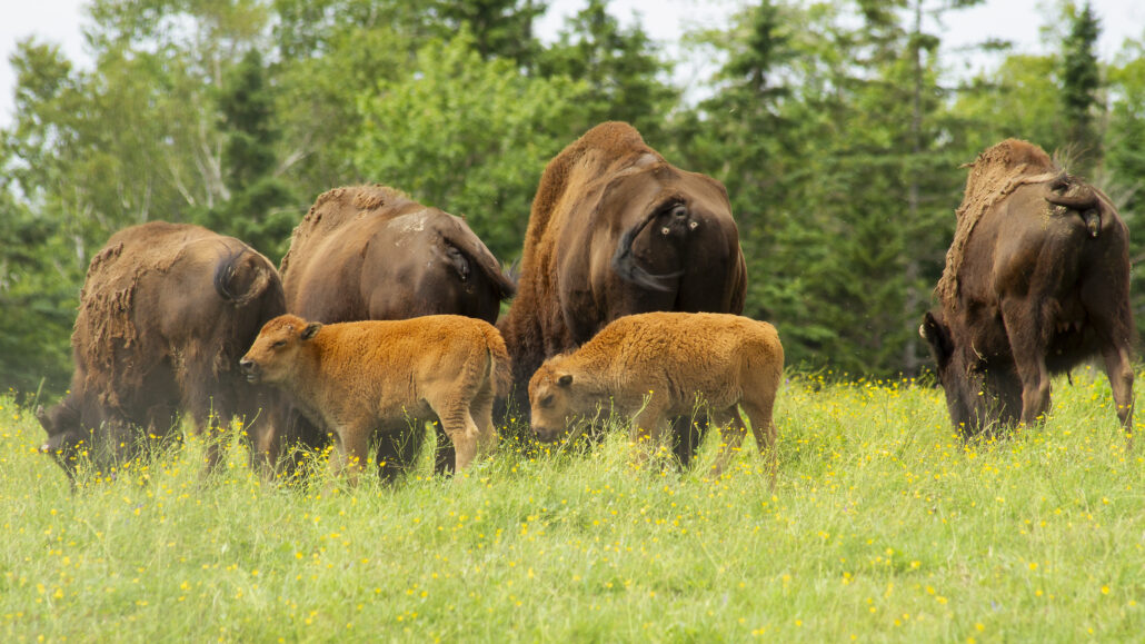 Bison Tours and Sustainable Farming at Lindsay Lake Farms - Discover ...