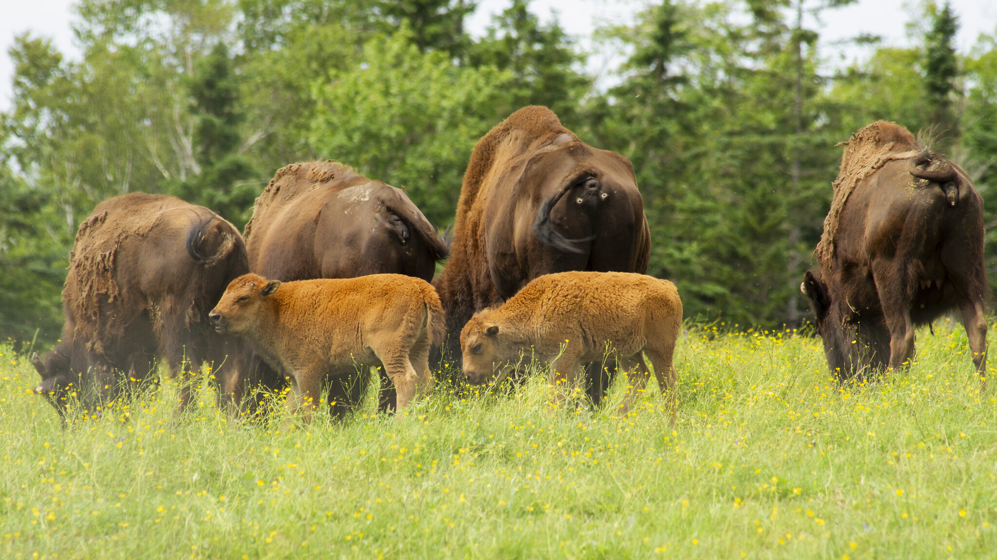 Bison Tours and Sustainable Farming at Lindsay Lake Farms - Discover ...