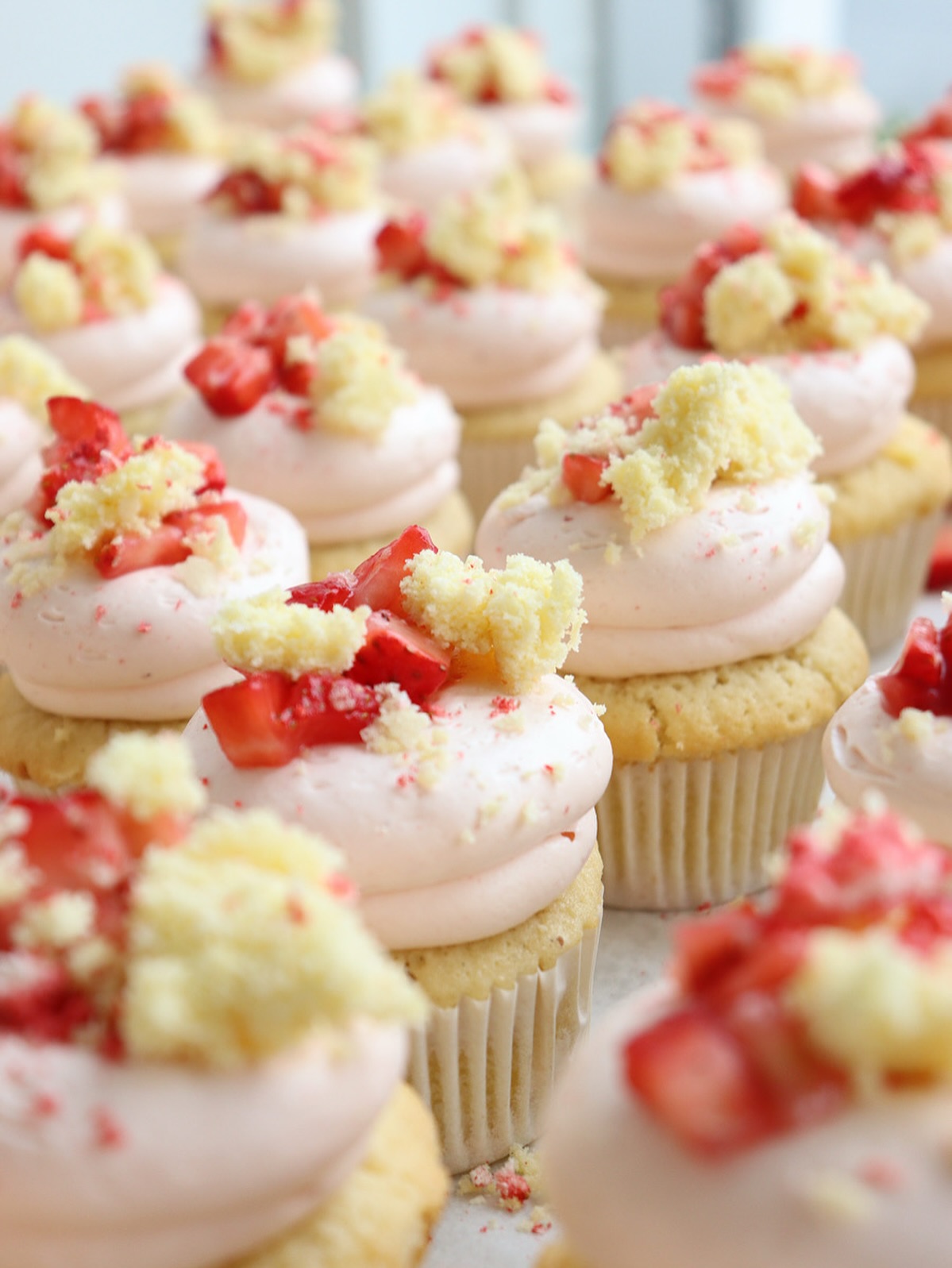 Layers Cupcakes - Discover Halifax